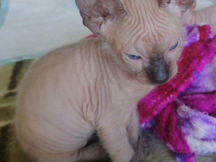 Донской сфинкс браш котята