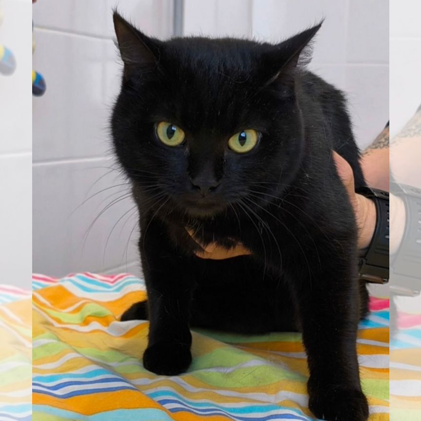 Взрослая, кошка в добрые руки