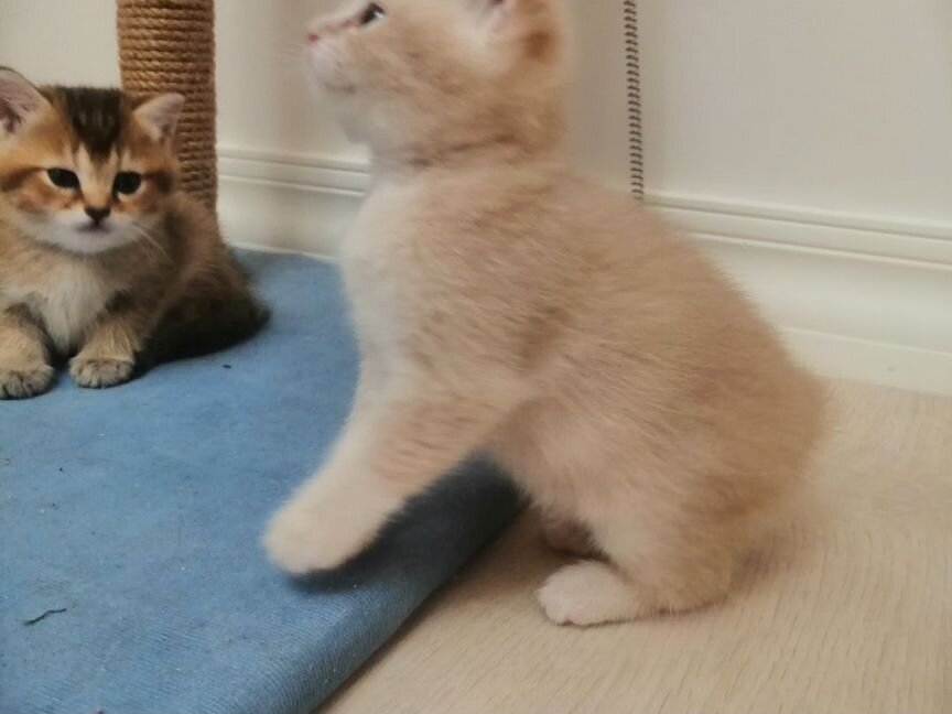 Шотландские прямоухие котята 1 мес