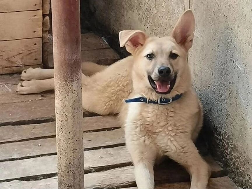 Отдам в добрые руки