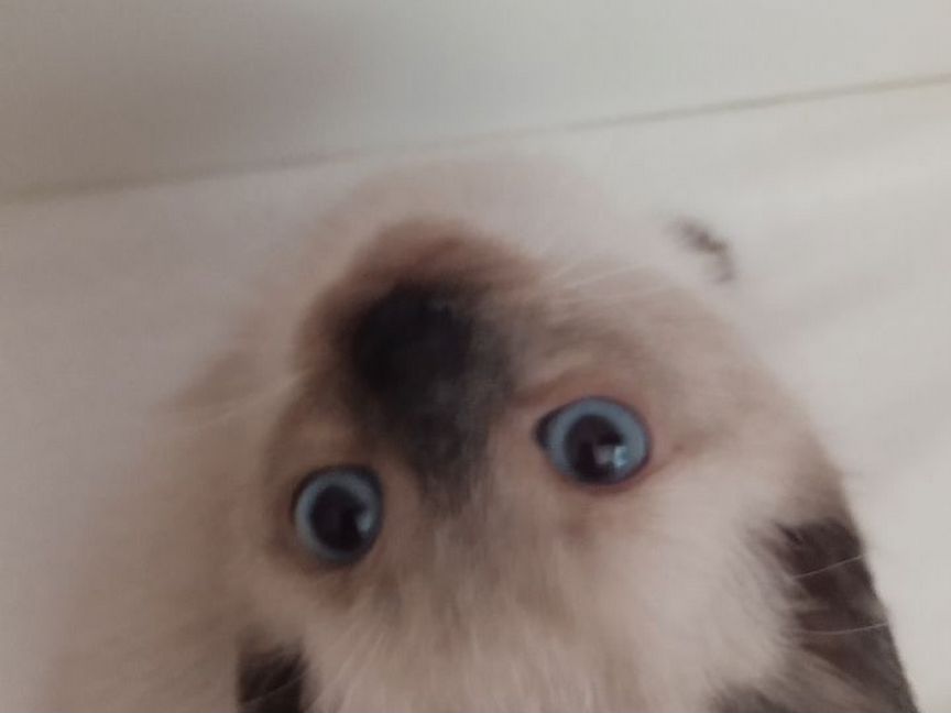 Котята в добрые руки бесплатно