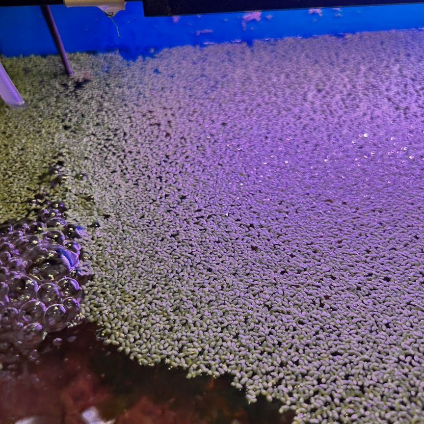 Ряска для аквариума