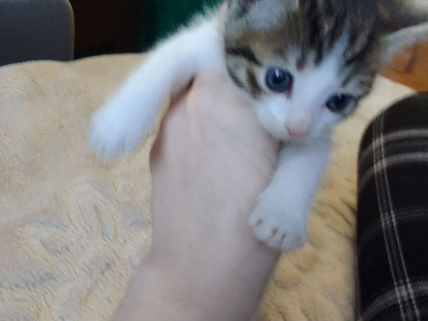 Котята в добрые руки бесплатно
