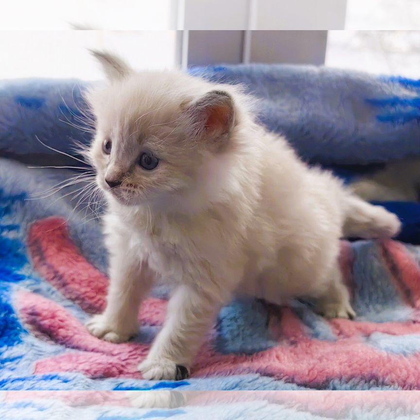 Невский маскарадный котёнок