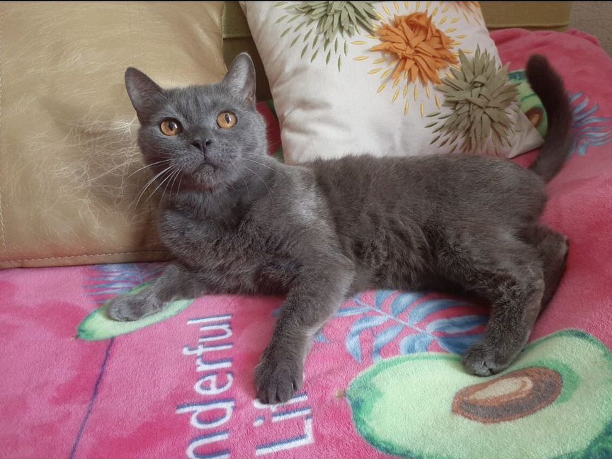 Шотландский котик в хорошие руки
