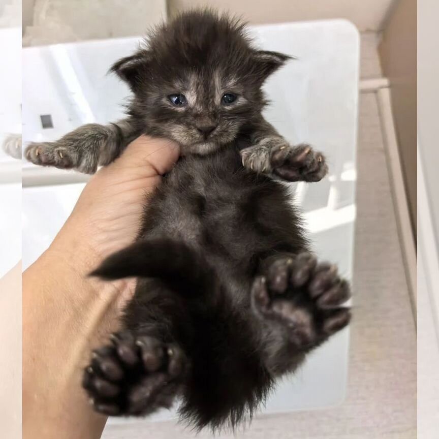 Мейн-кун котёнок