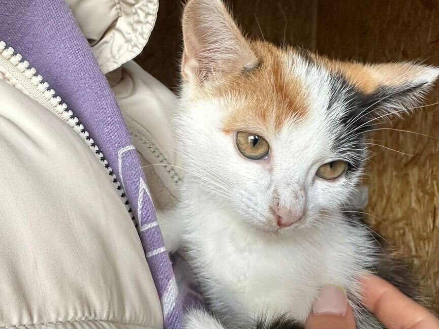 Нежная маленькая Киви ищет добрые ручки