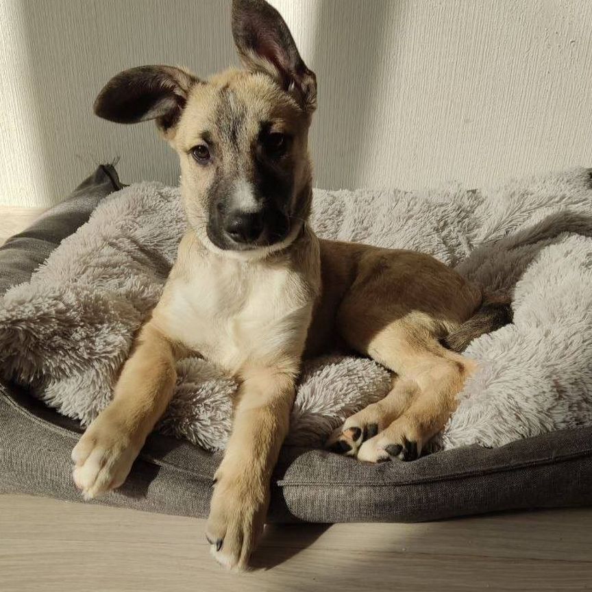 Щенок мальчик собака в добрые руки