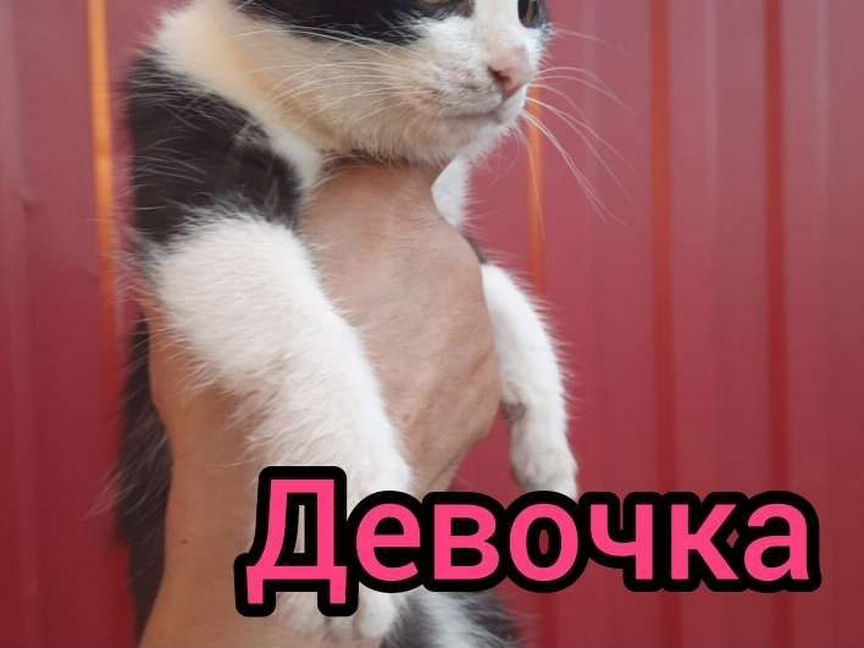 Котенок