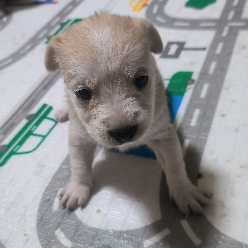 Бигль щенки в хорошие руки