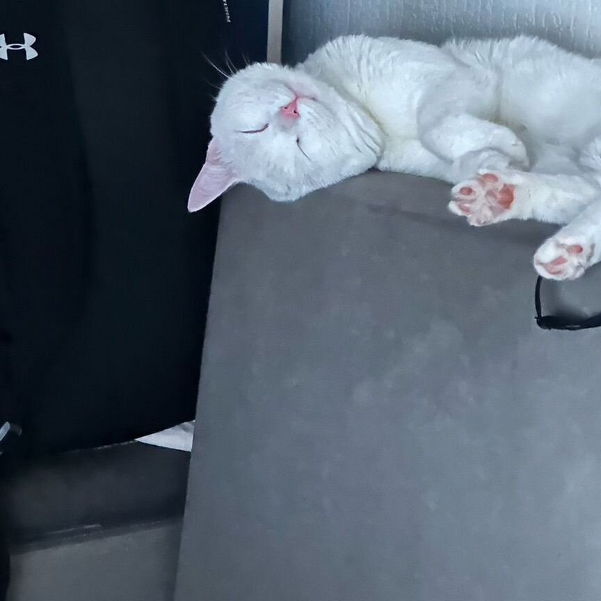 Отдам кота в добрые руки