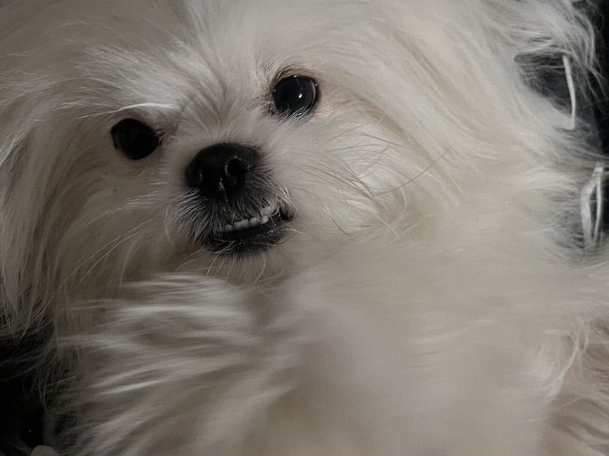 Мальтипу вязка (мальчик)