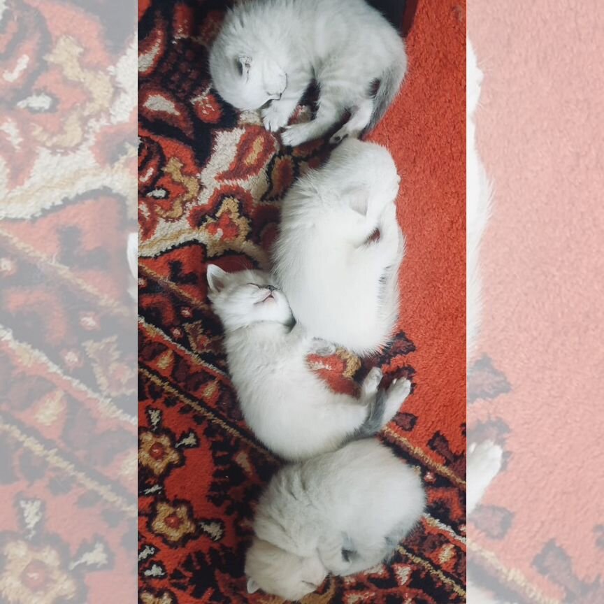 Котята