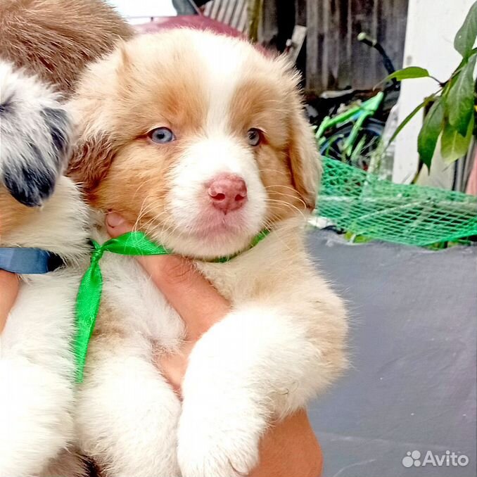 Австралийская овчарка купить аусси щенок