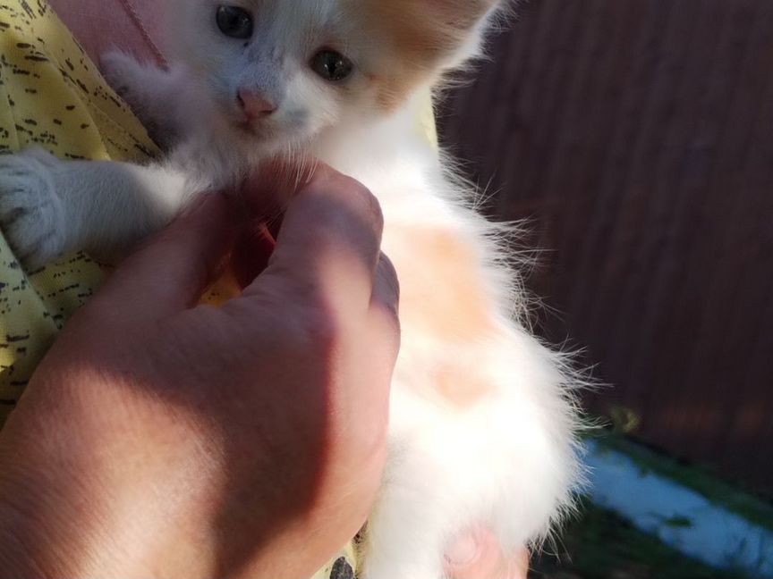 Котенок в добрый руки