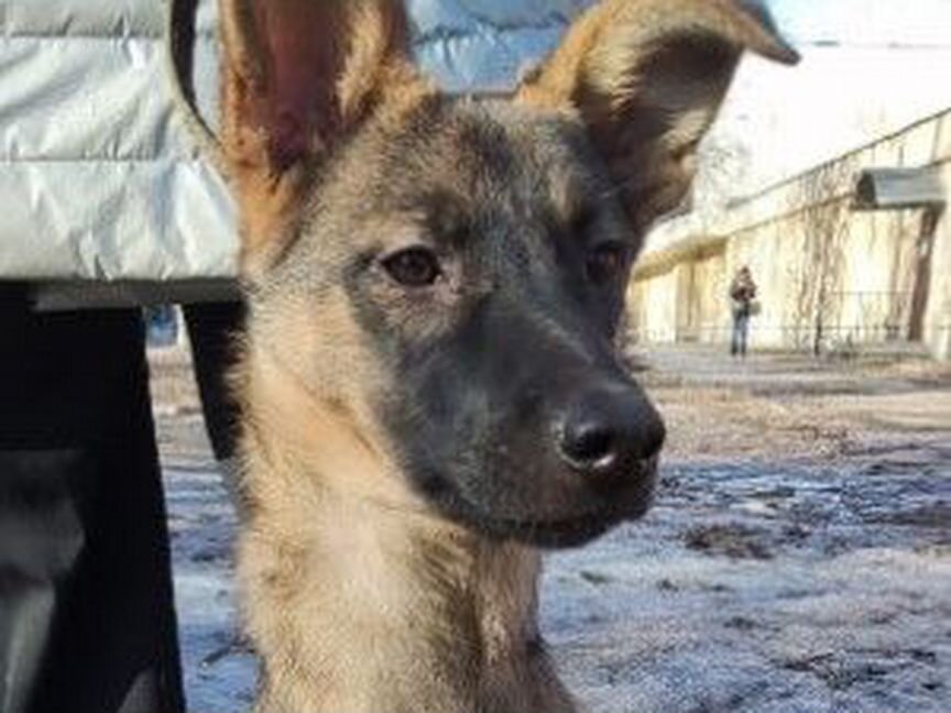 Щенок в добрые руки бесплатно