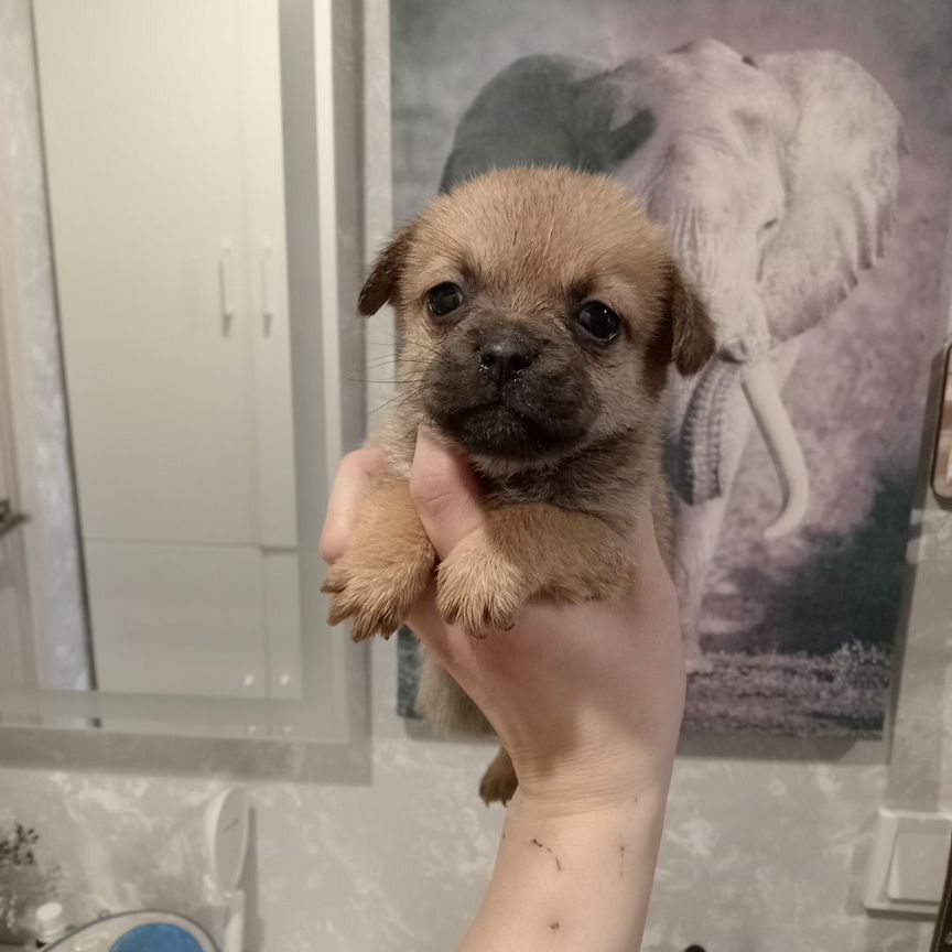 Чишки малышки