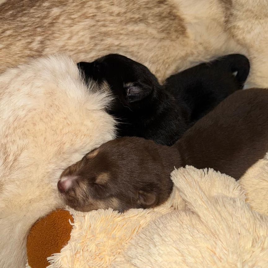 Щенки хаски в добрые руки