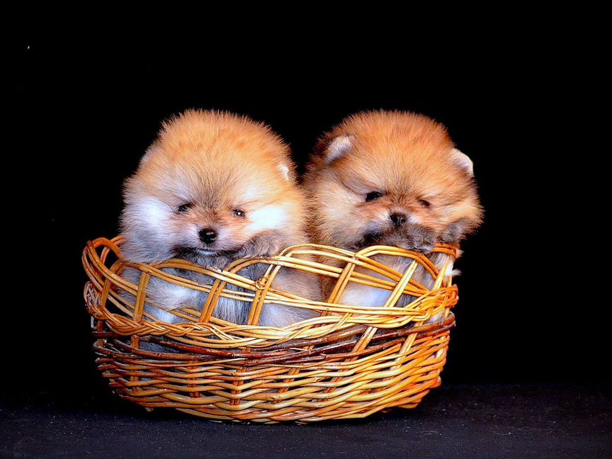 Девочки шпицульки