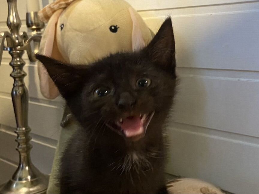 Котенок ищет дом