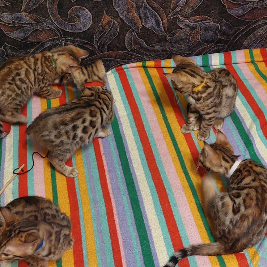 Бенгальские котята