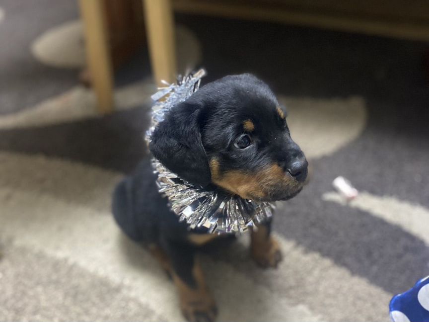 Собака ротвейлер