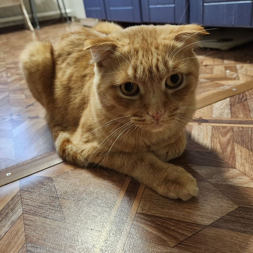 Рыжий кот вислоухий