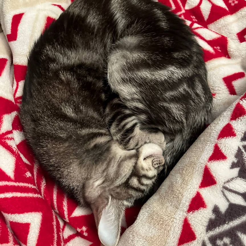 Кошка (смесь с Бенгалом)