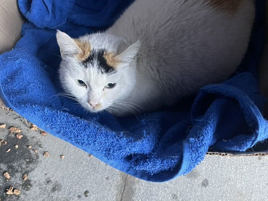 Молодая кошечка