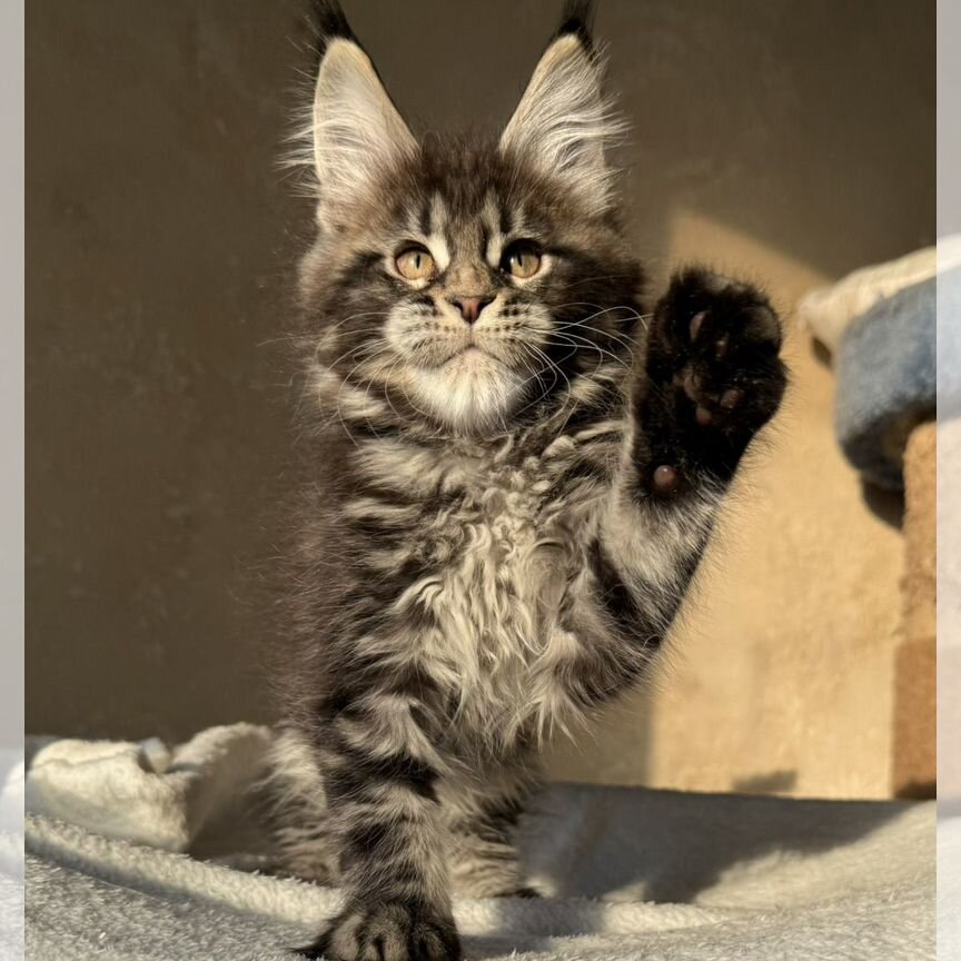 Мейн-кун котёнок