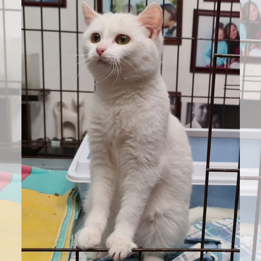 Котик подросток