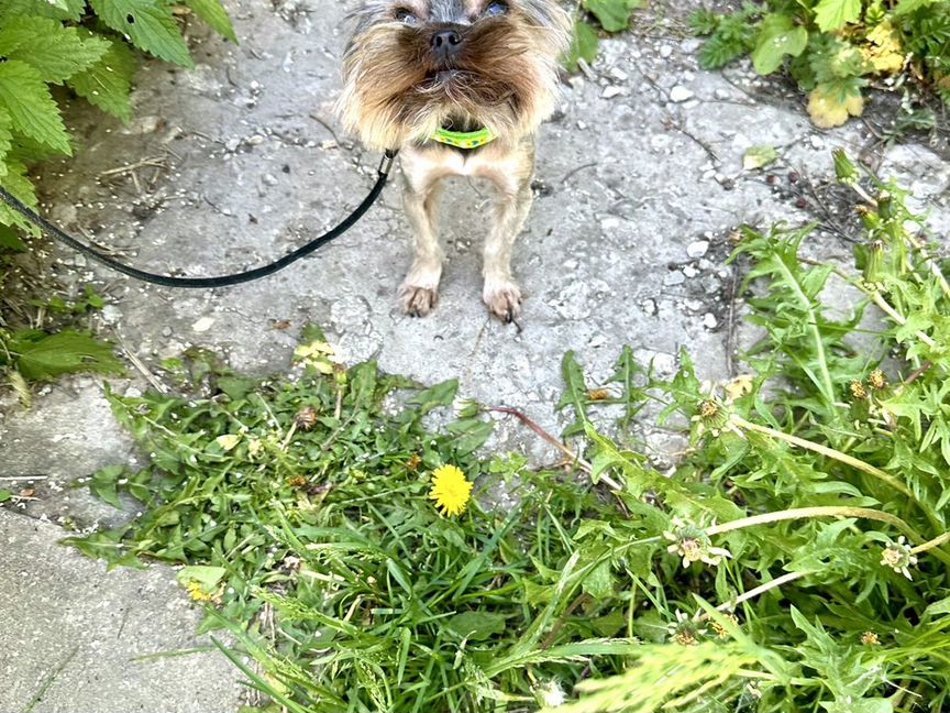 Йорк мини беби фейс