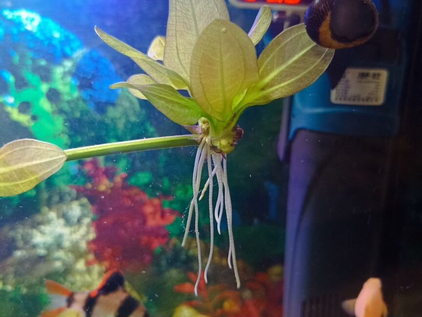 Эхинодорус горизонталес