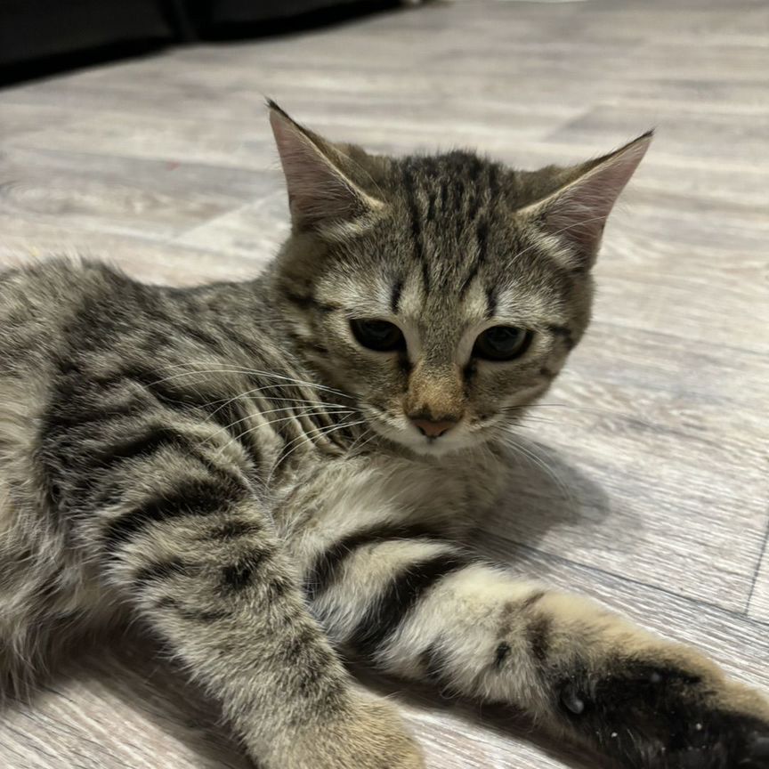 Кошечка бесплатно пол года