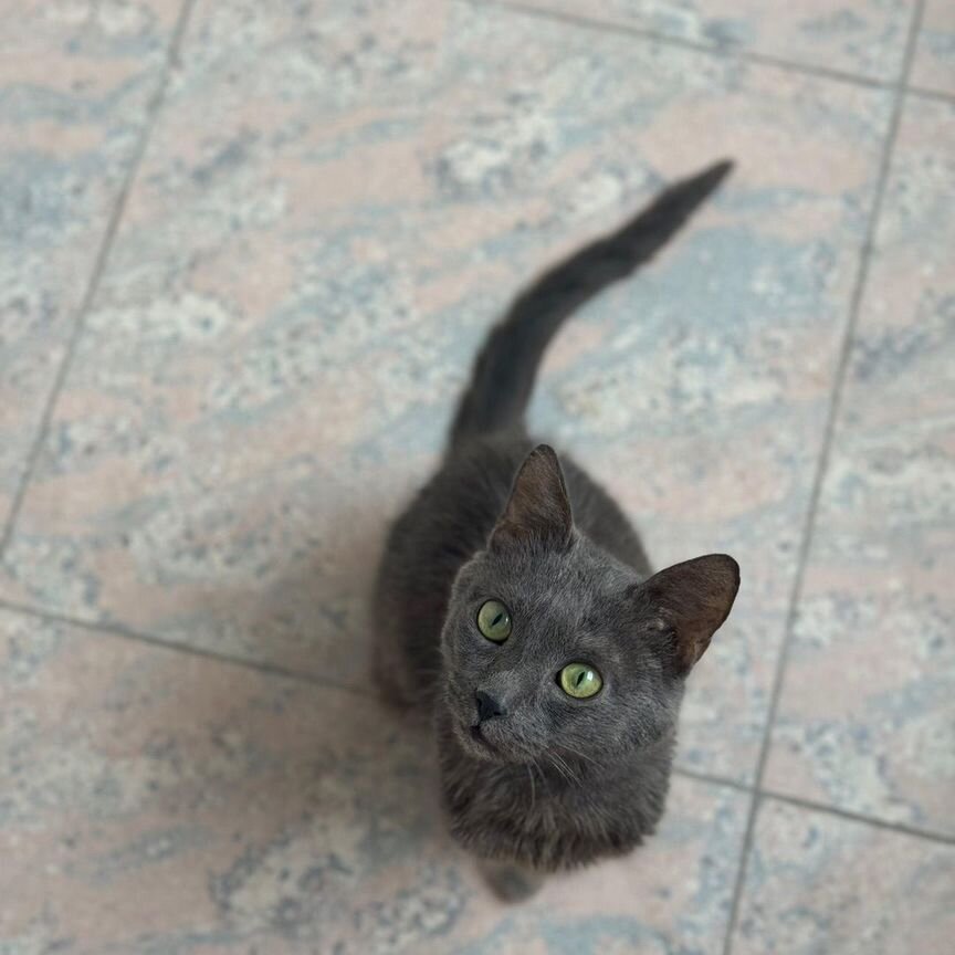 Кот в добрые руки