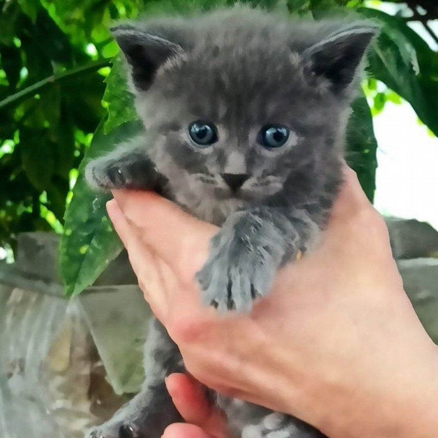Маму кошку убили котятам нужен дом