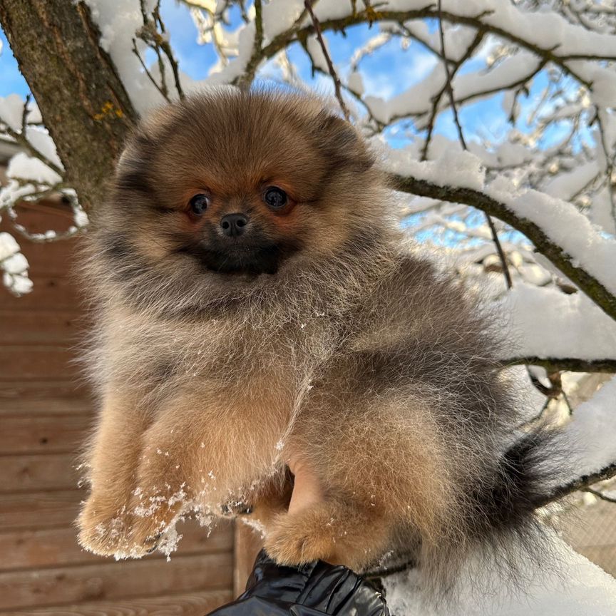 Померанский шпиц мини мишка