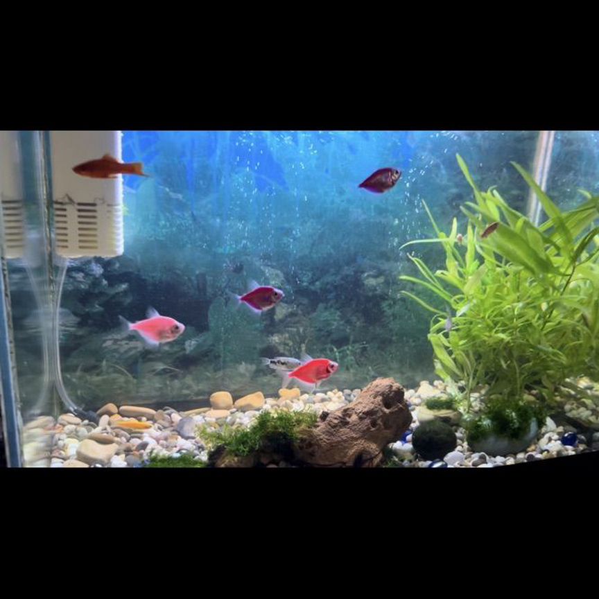 Тернеции 4 шт