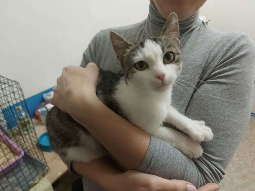 Кошка