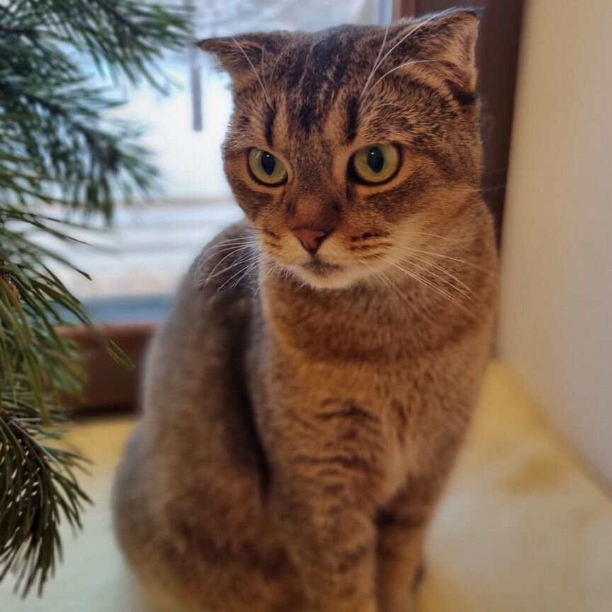 Вислоухая абиссинская кошка