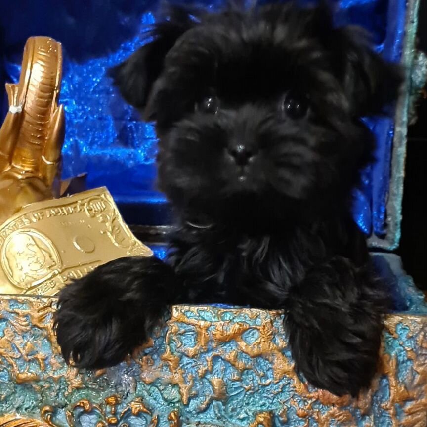 Чёрная жемчужина девочка