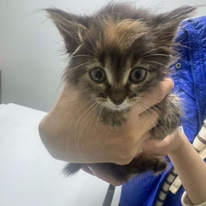 Котенок 1,5 месяца