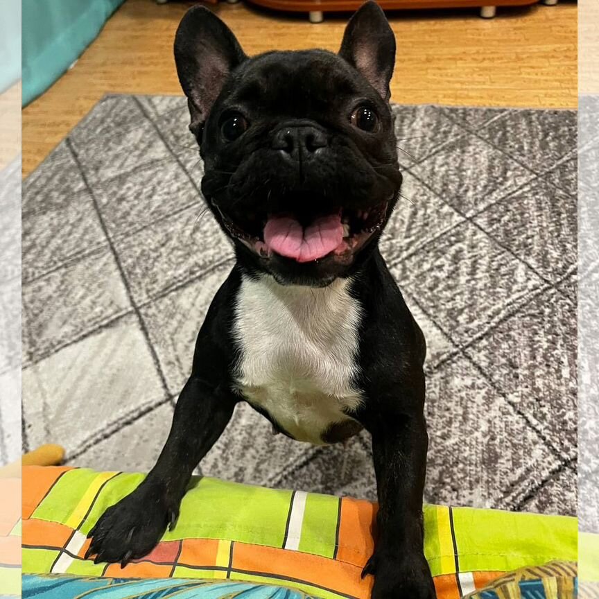 Французский бульдог