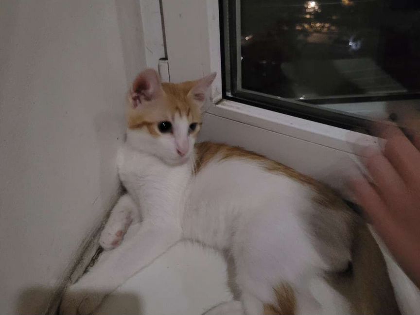 Котенок мальчик 4месяц