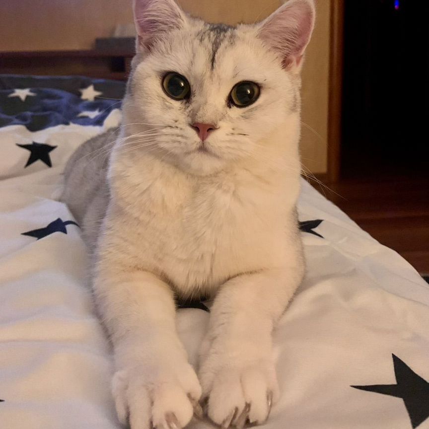 Кошка Британская прямоухая