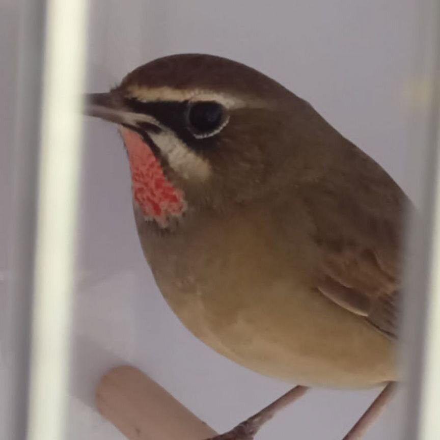 Соловей красношейка