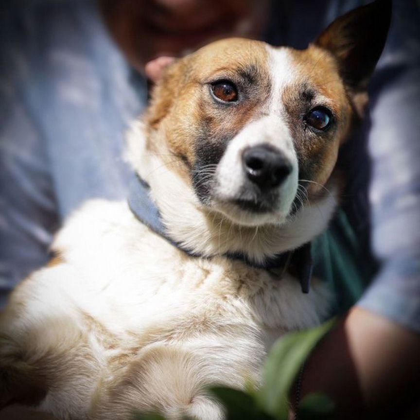 Герда в добрые руки