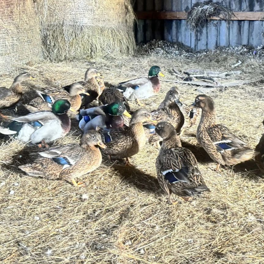 Подсадные утки