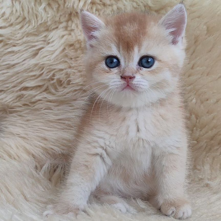 Шотландская золотая шиншилла