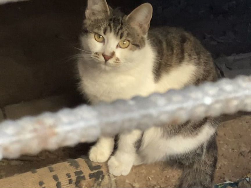 Котенок в дар